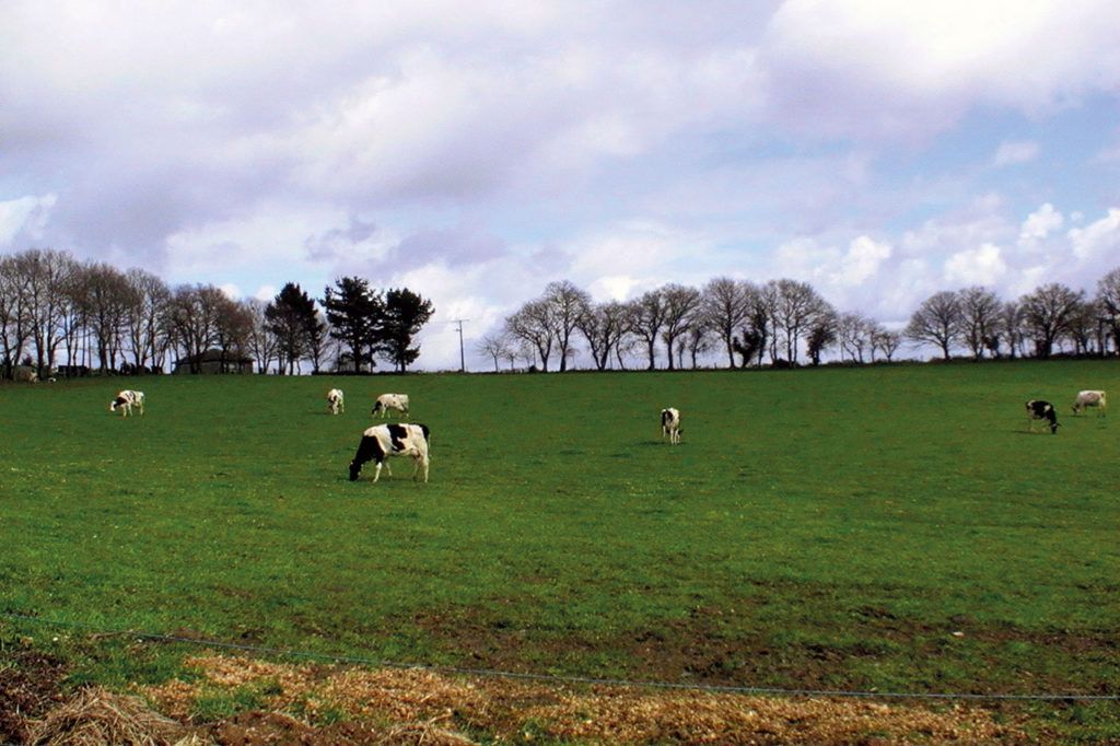 El pastoreo moderno: técnicas, condiciones necesarias y errores ...