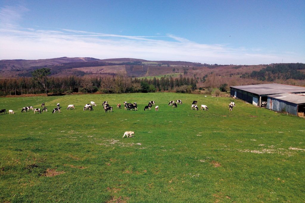 El pastoreo moderno: técnicas, condiciones necesarias y errores ...